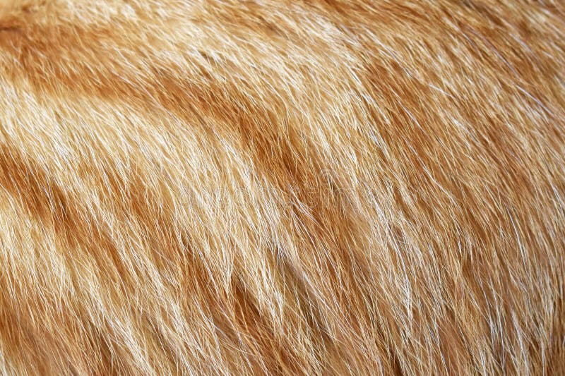 Ginger Cat Fur Texture Background. Stock Image - Image of kitten, coat ...