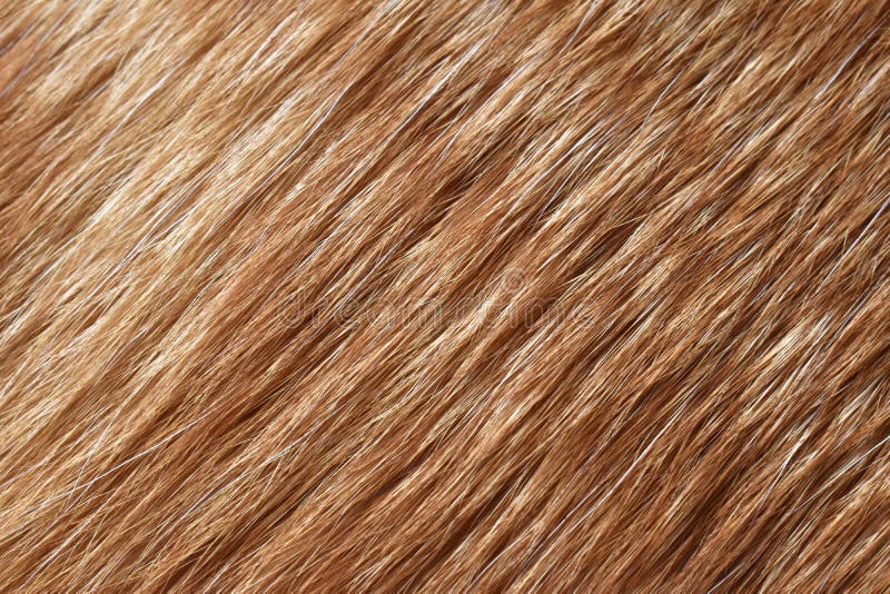Ginger Cat Fur Texture Background. Orange Cat Hair Texture. Stock Image ...