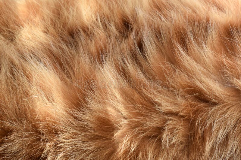 Cat Fur Texture for Background. Stock Photo - Image of elegant, animal ...