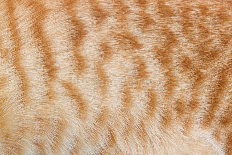 Ginger Cat Fur for Texture or Backgrounds Stock Image - Image of ...