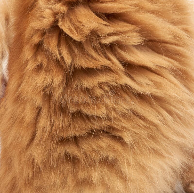 Ginger Cat Fur Texture, Full Frame Stock Photo - Image of body, hair ...
