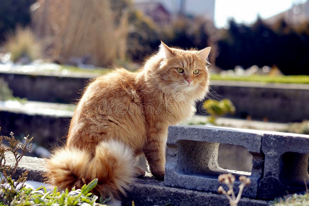 Ginger cat stock photo. Image of outdoor, garfield, street - 29845612
