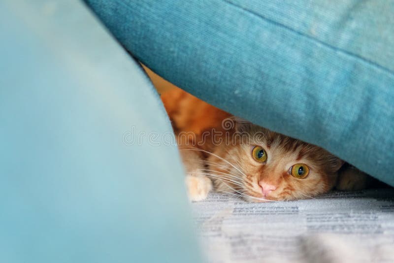 A cat ready to attack stock image. Image of domestic - 91003403