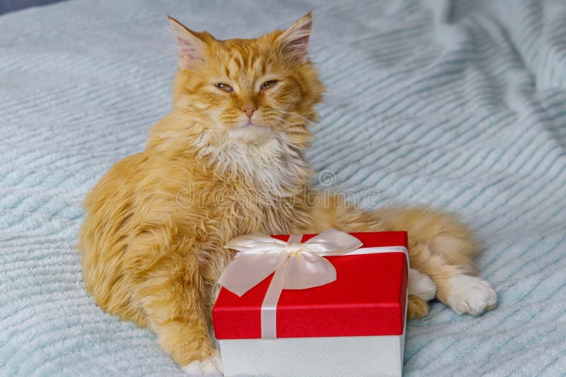 Ginger Cat with Gift Box on Bed Stock Image - Image of celebration ...