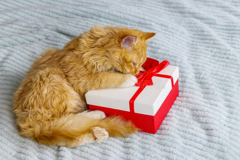 Ginger Cat with Gift Box on Bed Stock Image - Image of comfortable ...