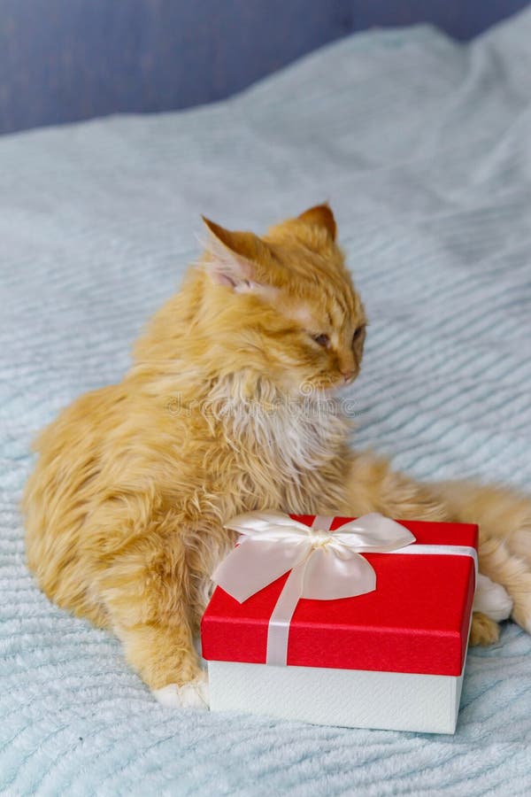 Ginger Cat with Gift Box on Bed Stock Photo - Image of holiday, concept ...