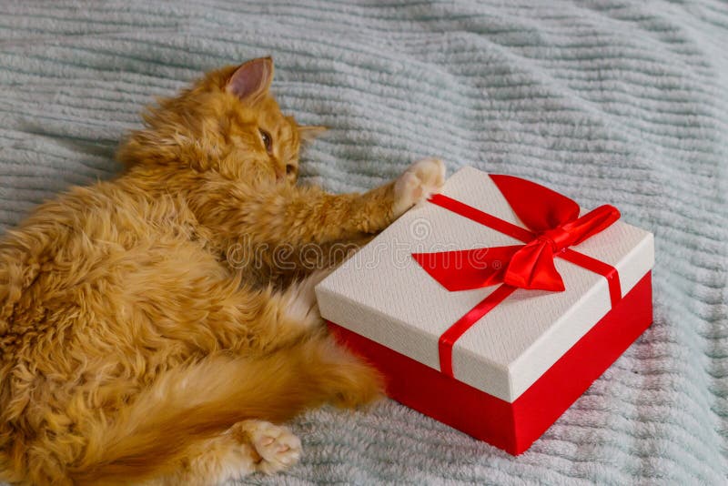 Ginger Cat with Gift Box on Bed Stock Image - Image of kitty, gift ...