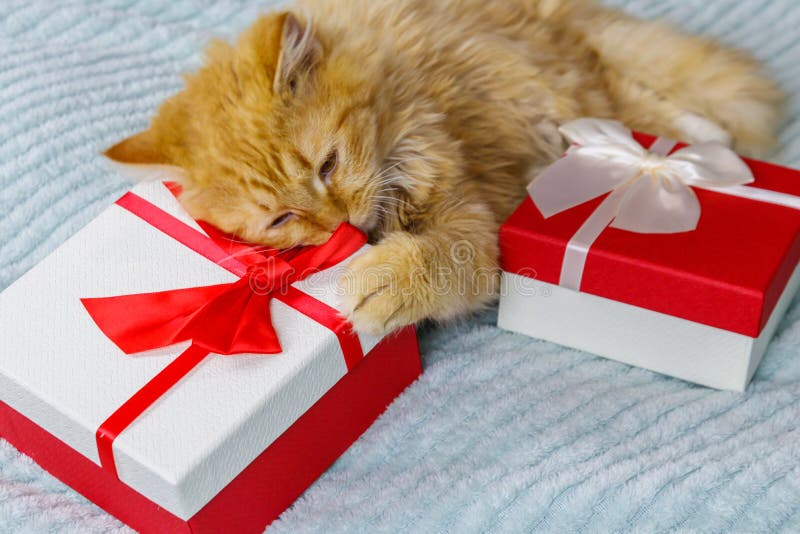 Ginger Cat with Gift Boxes on Bed Stock Image - Image of concept ...