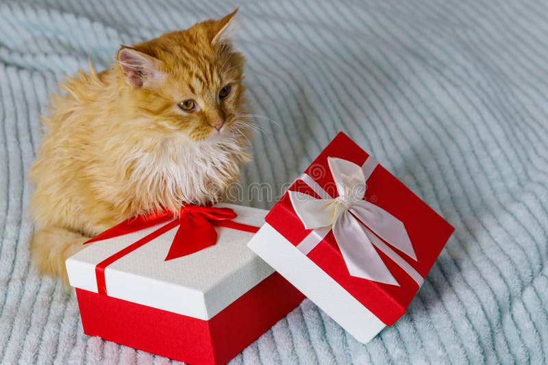 Ginger Cat with Gift Boxes on Bed Stock Image - Image of holiday, cozy ...