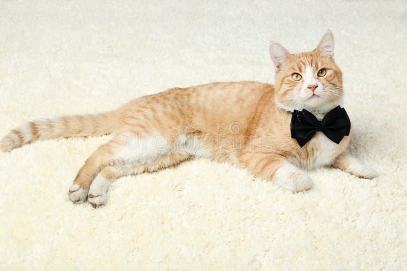 Ginger cat stock photo. Image of cloth, kitty, beige - 125952586