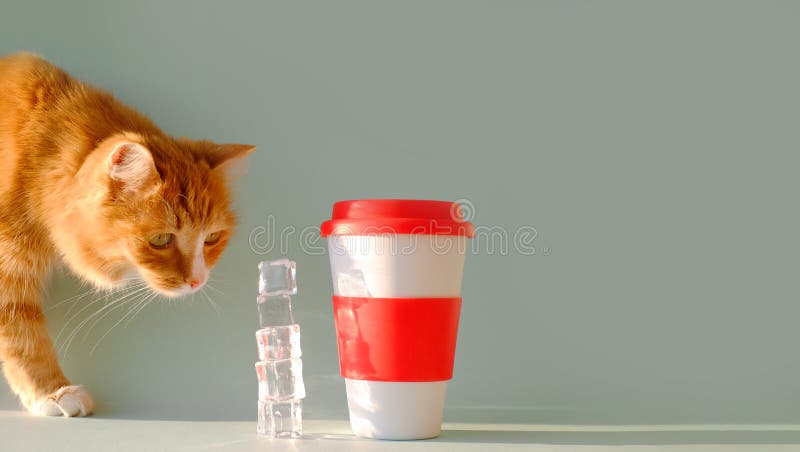 Ginger Cat Going To Cup and Ice. Summer Heat Stock Image - Image of ...