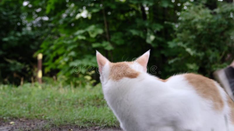 The Ginger Cat Got Scared of the Running Man and Looks Around. Close-up ...