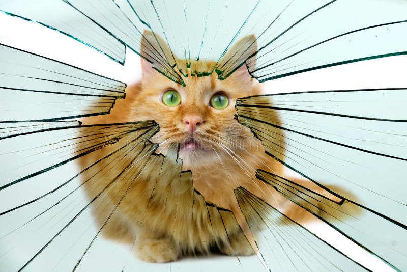 139 Cat Broken Glass Stock Photos - Free & Royalty-Free Stock Photos ...