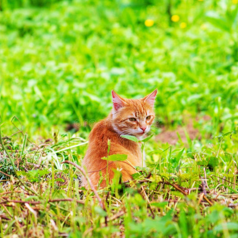 Ginger cat in green grass stock photo. Image of face - 141896950