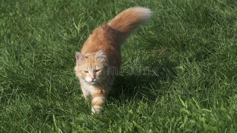 Ginger Cat Walking stock footage. Video of feline, furry - 346536804