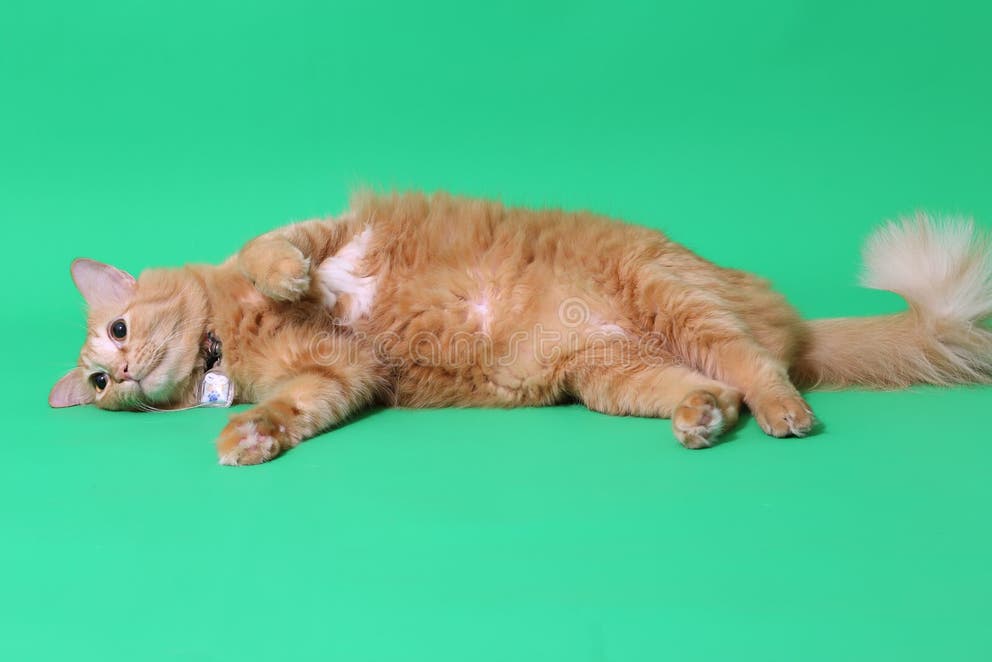 Ginger Cat stock photo. Image of ginger, domestic, fluffy - 138137404