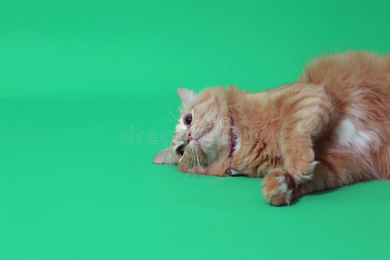 Ginger Cat stock image. Image of animal, pretty, eyes - 138138705