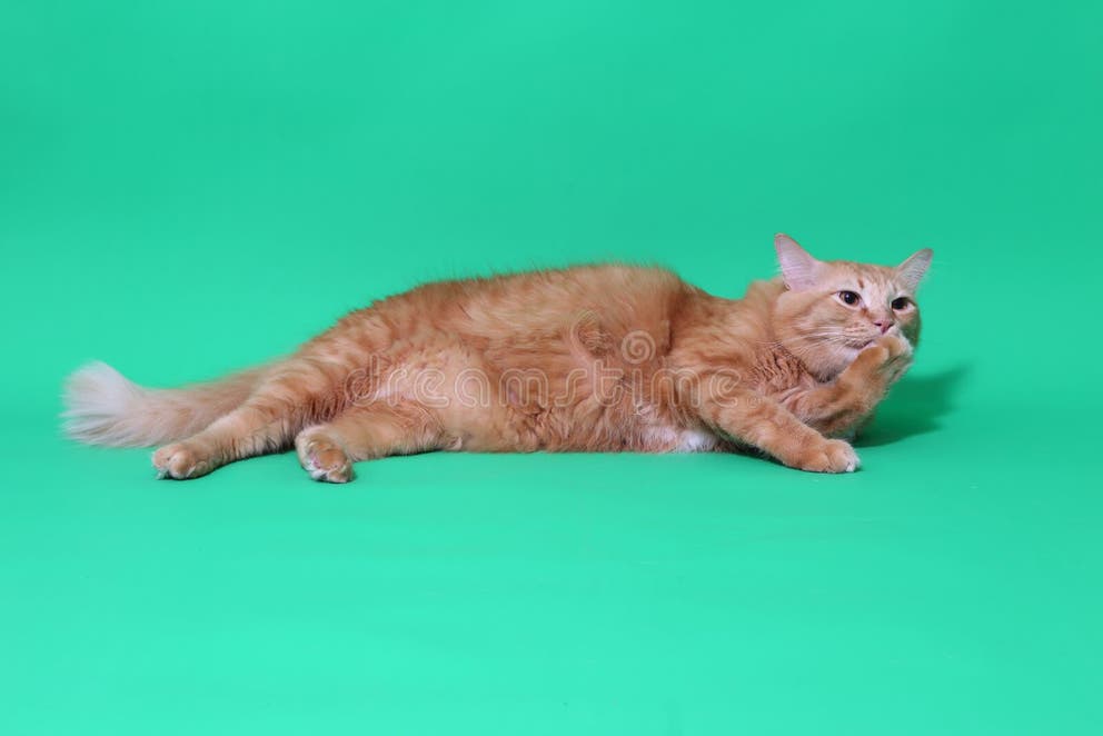 Ginger Cat stock photo. Image of domestic, pussycat - 138139010