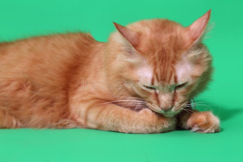 Ginger Cat stock image. Image of pussycat, kitten, cute - 138139315