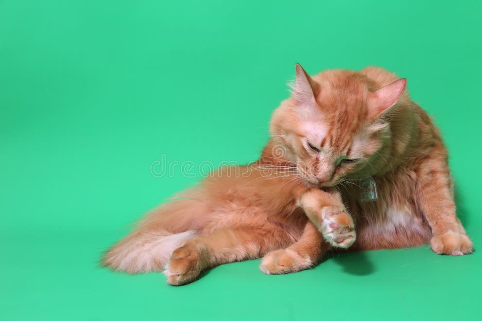 Ginger Cat stock image. Image of enjoy, sweet, pretty - 138139401