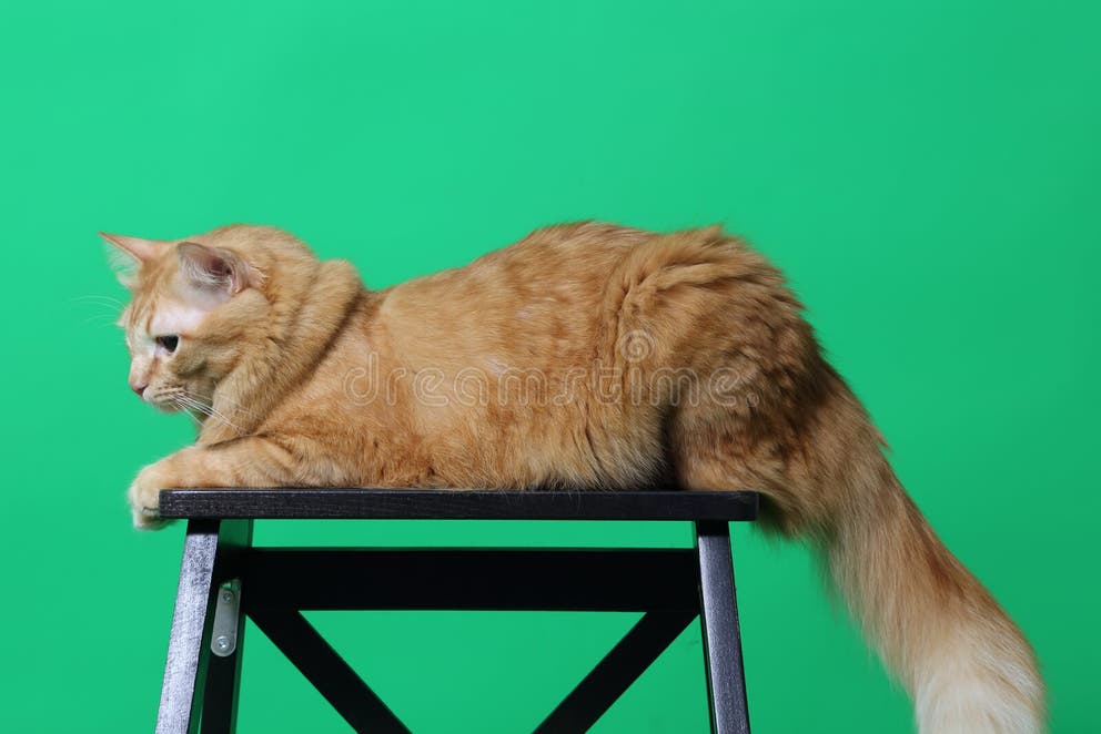 Ginger Cat stock image. Image of tabby, shot, ginger - 138156713