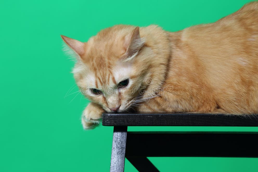 Ginger Cat stock image. Image of sweet, tabby, cute - 138156931