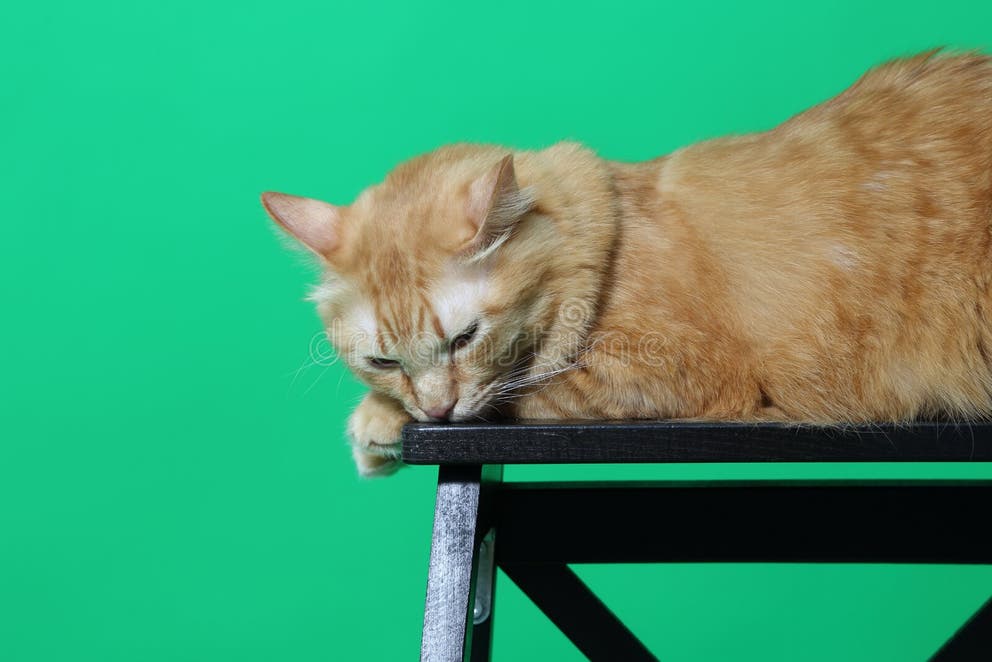 Ginger Cat stock image. Image of shot, pussycat, maine - 138156975