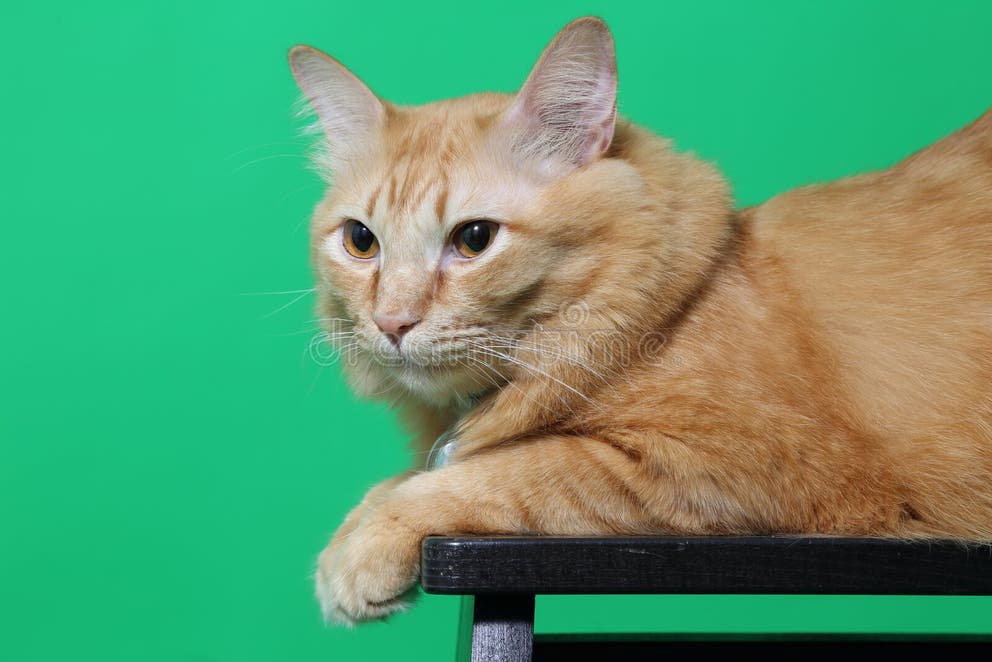 Ginger Cat stock image. Image of shot, tabby, cute, portrait - 138157313