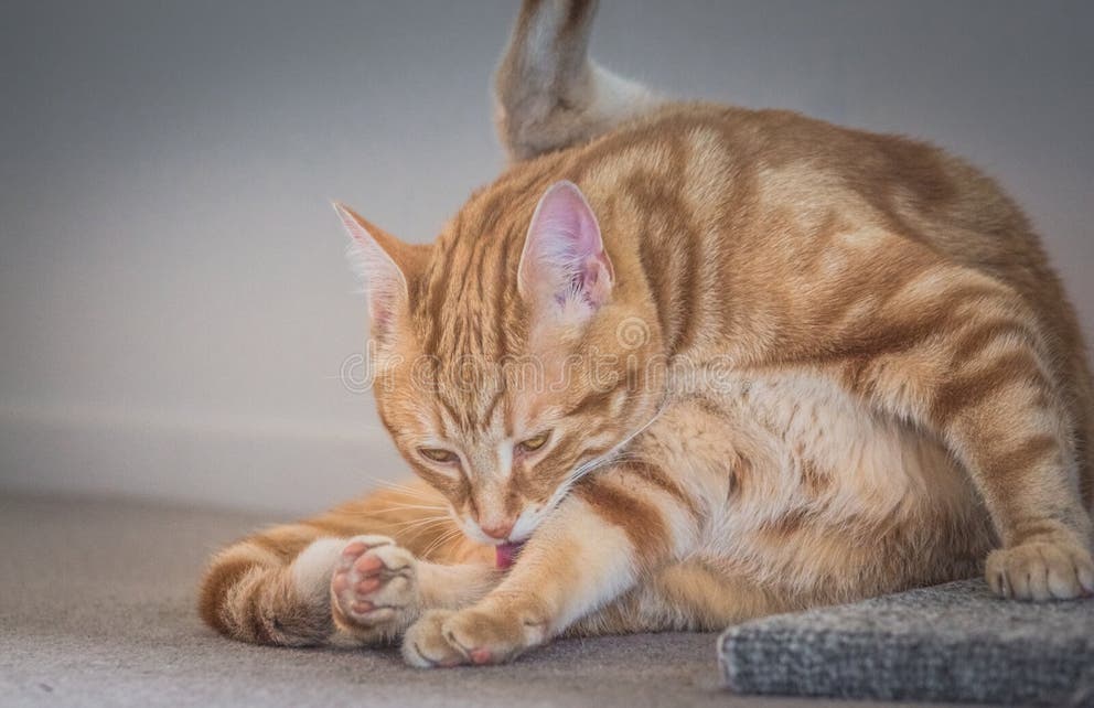A Ginger Cat Grooming Itself with Copy Space Stock Photo - Image of ...