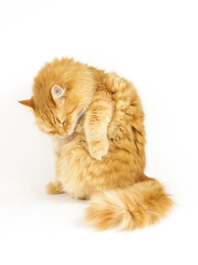 Cat that loves grooming stock photo. Image of feline - 12366016