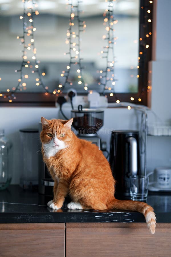 Ginger Cat with Grumpy Face Sitting on Kitchen Counter with Fairy ...