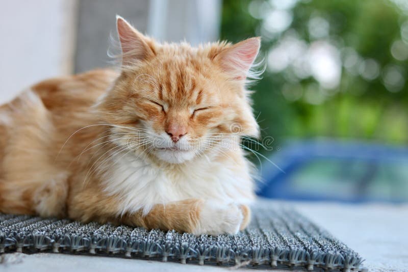 Ginger cat stock image. Image of beautiful, relax, white - 97334989