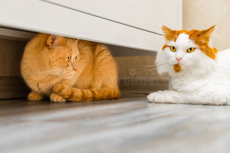 Ginger Cat Hiding Under a Closet from Another Cat Stock Image - Image ...