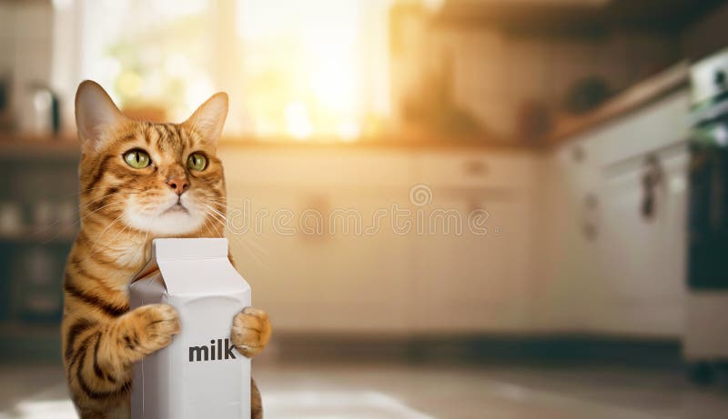 A Ginger Cat Holds a Milk Carton Stock Photo - Image of feeding, enjoy ...