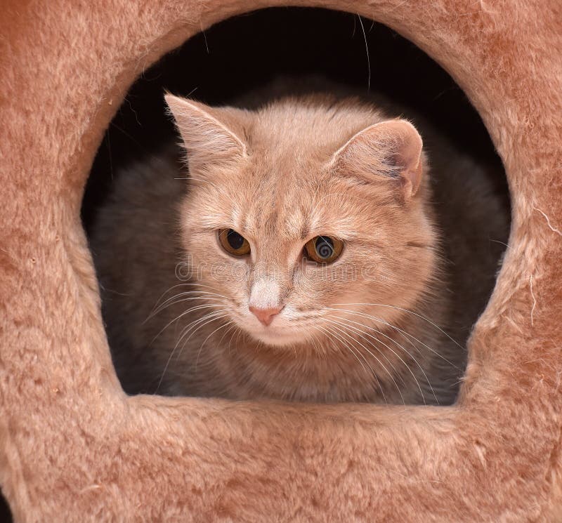 Ginger cat stock photo. Image of resting, attentively - 66234528