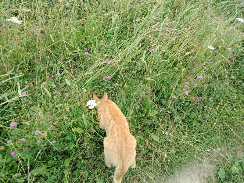Ginger Cat Hunter in the Grass Stock Photo - Image of mammal, nature ...
