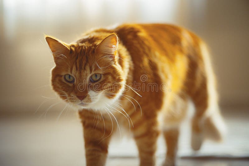 A Ginger Cat with an Interesting Look Walking Across a Floor Stock ...