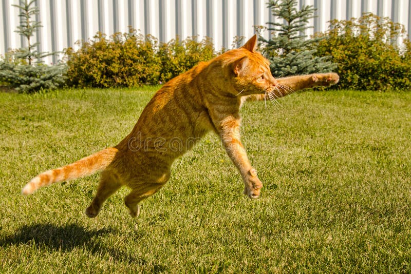 Ginger Cat Jumping on a Green Grass Background Stock Image - Image of ...
