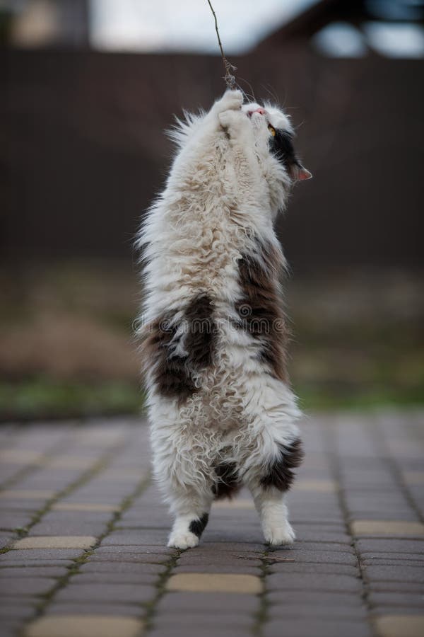Ginger Cat in Jumping on Green Grass or Dancing Cat Stock Photo - Image ...