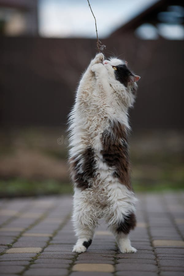 Ginger Cat in Jumping on Green Grass or Dancing Cat Stock Photo - Image ...