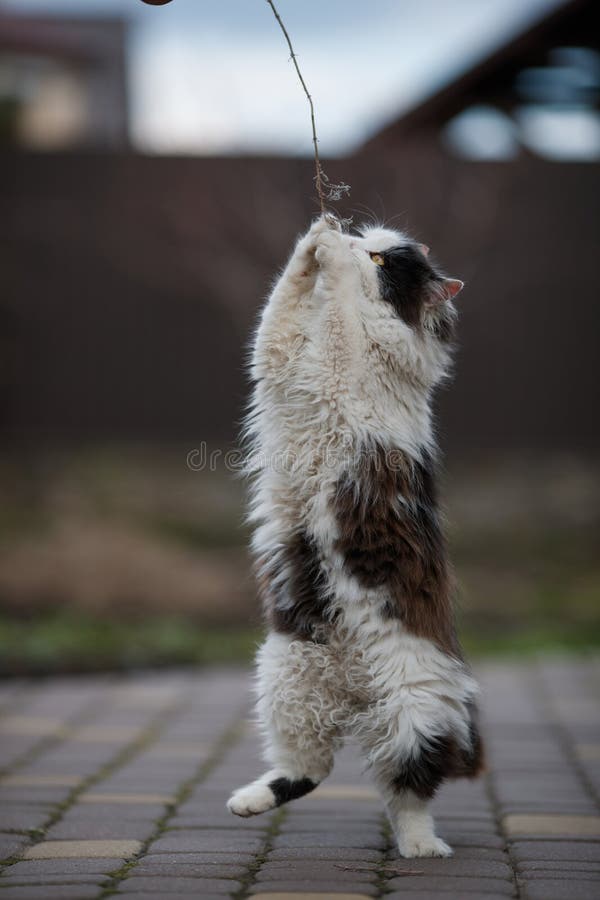 Ginger Cat in Jumping on Green Grass or Dancing Cat Stock Image - Image ...