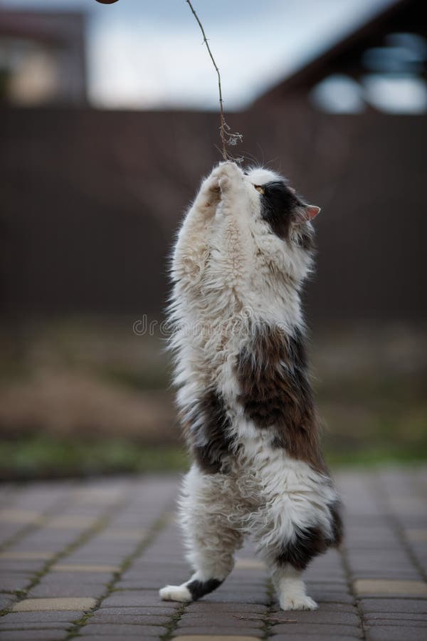 Ginger Cat in Jumping on Green Grass or Dancing Cat Stock Photo - Image ...
