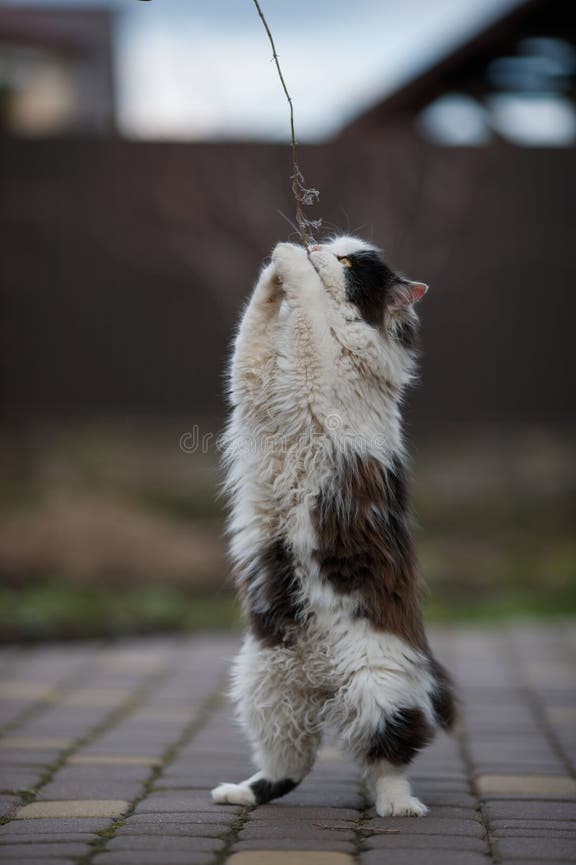 Ginger Cat in Jumping on Green Grass or Dancing Cat Stock Image - Image ...