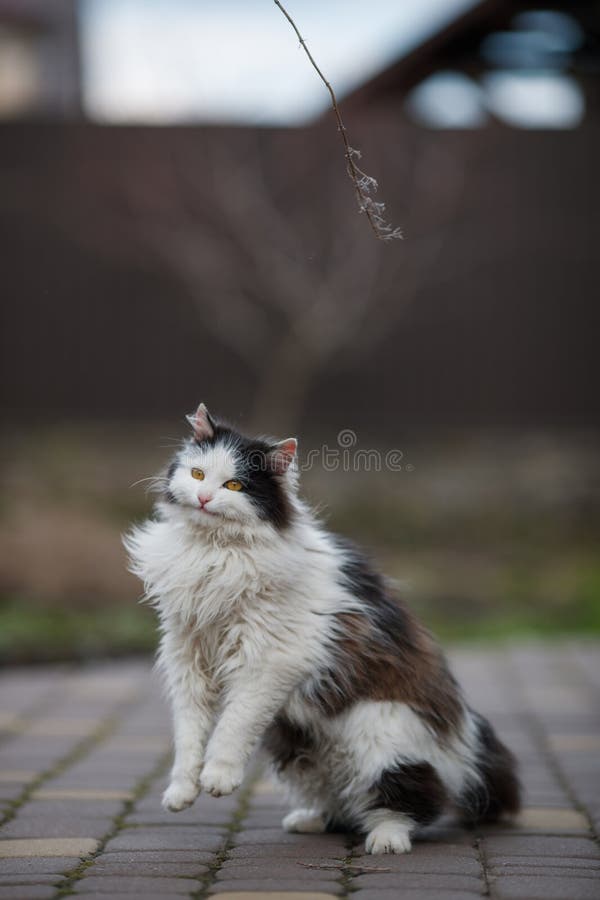 Ginger Cat in Jumping on Green Grass or Dancing Cat Stock Photo - Image ...