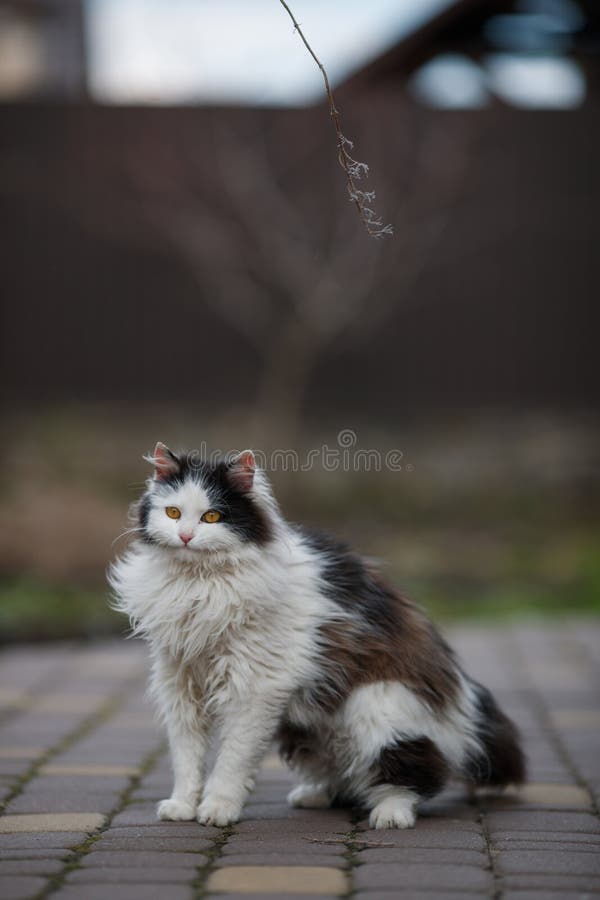 Ginger Cat in Jumping on Green Grass or Dancing Cat Stock Image - Image ...