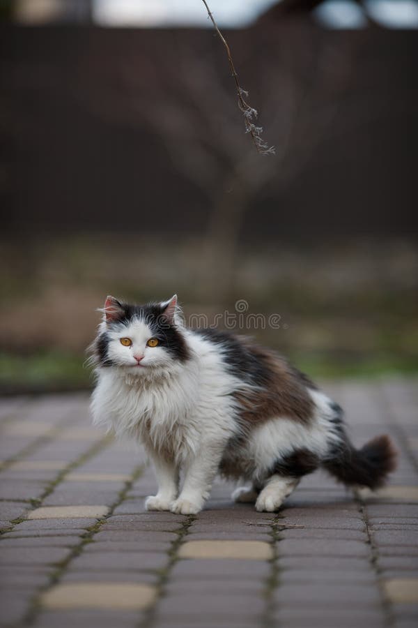 Ginger Cat in Jumping on Green Grass or Dancing Cat Stock Photo - Image ...