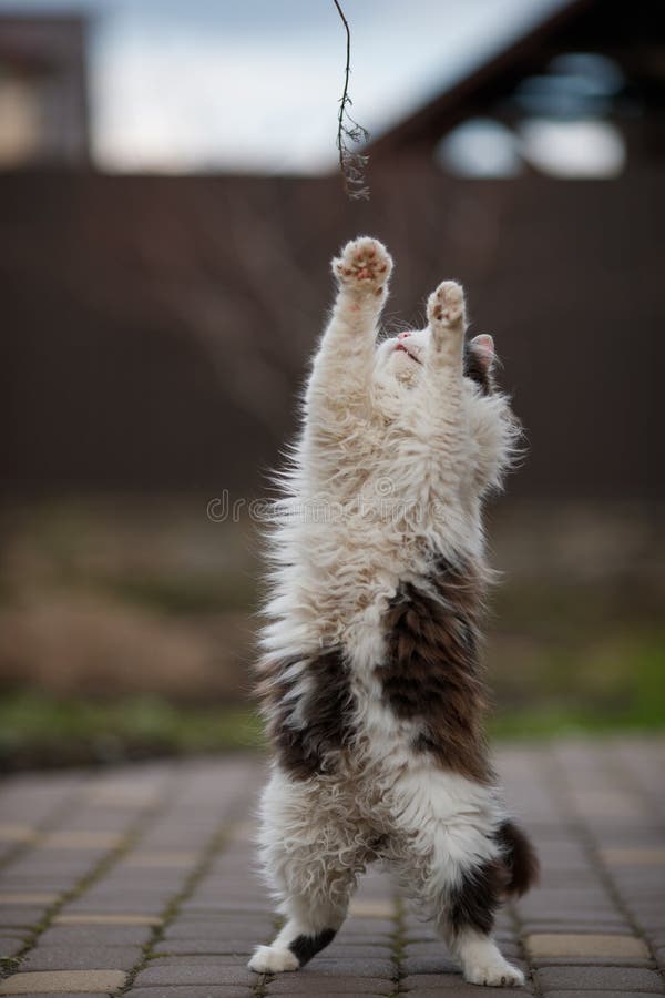 Ginger Cat in Jumping on Green Grass or Dancing Cat Stock Image - Image ...