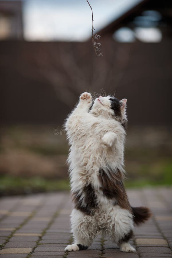 Ginger Cat in Jumping on Green Grass or Dancing Cat Stock Image - Image ...