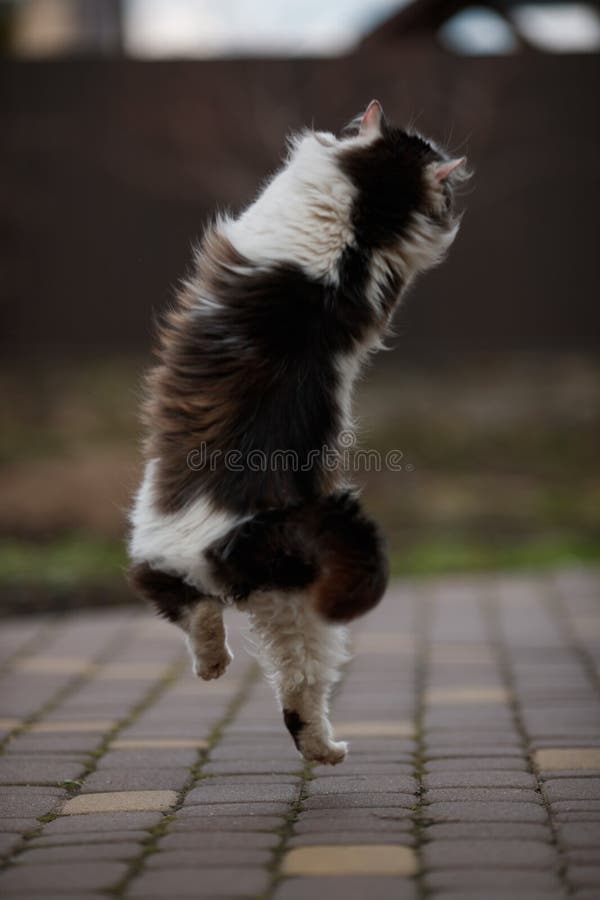 Ginger Cat in Jumping on Green Grass or Dancing Cat Stock Photo - Image ...