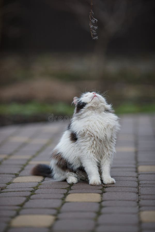 Ginger Cat in Jumping on Green Grass or Dancing Cat Stock Image - Image ...